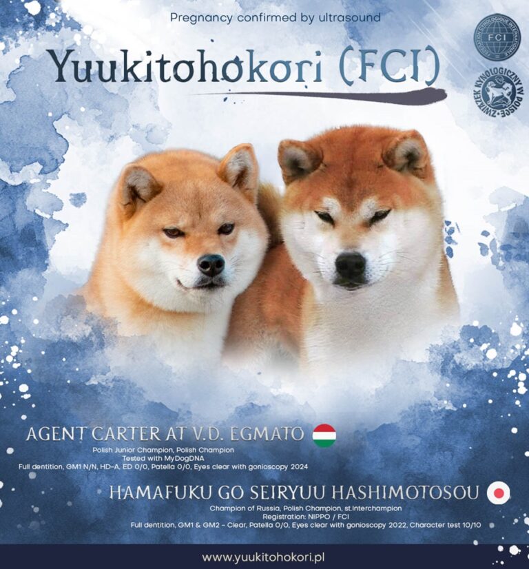 Potwierdzenie ciąży Peggy 💞 - Yuukitohokori (FCI) – Hodowla Shiba Inu & Korea Jindo Dog